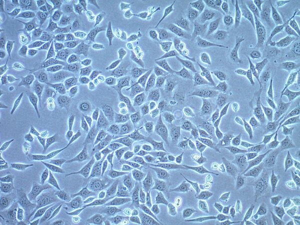 ID8 Mouse Ovarian Surface Epithelial Cell Line | SCC145